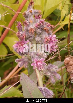 purple rattlesnake root (Nabalus racemosus) Plantae Stock Photo - Alamy