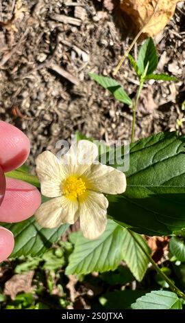 prickly fanpetals (Sida spinosa Stock Photo - Alamy