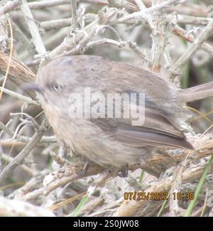 Wrentit (Chamaea fasciata Stock Photo - Alamy