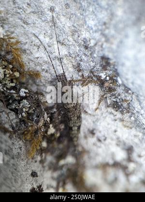 Leaf Litter Bristle-tails (Machilis) Insecta Stock Photo - Alamy