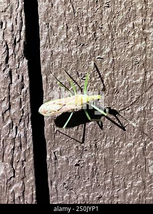 Leafhopper Assassin Bug (Zelus renardii Stock Photo - Alamy