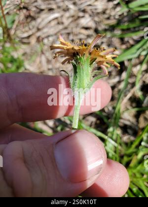 orange agoseris (Agoseris aurantiaca Stock Photo - Alamy