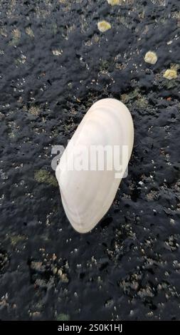 Banded Wedge Shell (Donax vittatus) Mollusca Stock Photo - Alamy