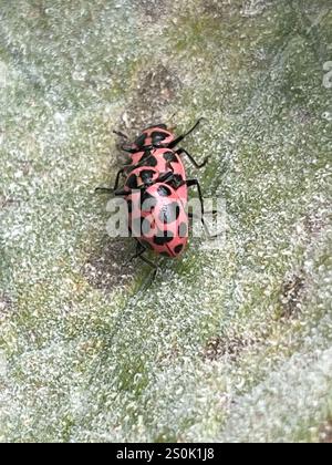 Spotted Pink Lady Beetle (Coleomegilla maculata Stock Photo - Alamy