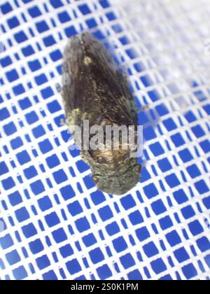 Horned Leafhopper (Ledra aurita Stock Photo - Alamy