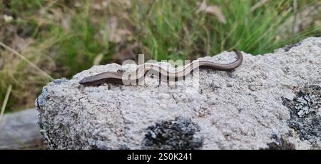 Yellow-bellied Three-toed Skink (Saiphos equalis Stock Photo - Alamy