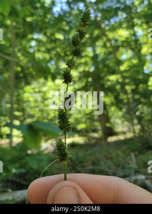 bur reed sedge (Carex sparganioides Stock Photo - Alamy