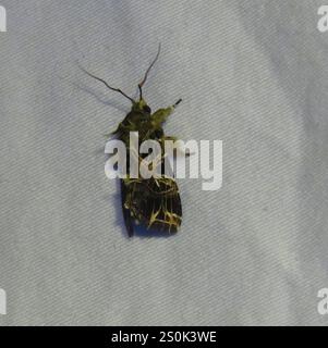 Fern Moths (Callopistria Stock Photo - Alamy