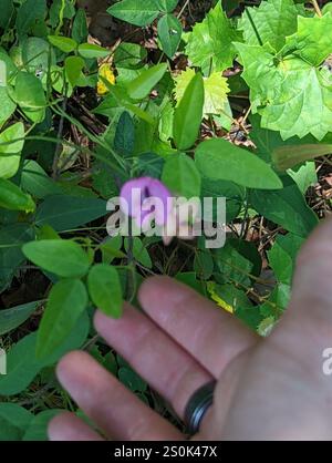 perennial wooly bean (Strophostyles umbellata Stock Photo - Alamy