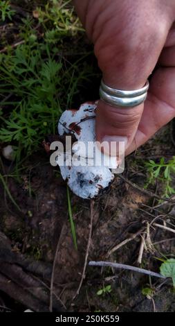 red-staining stalked polypore (Sanguinoderma rude Stock Photo - Alamy
