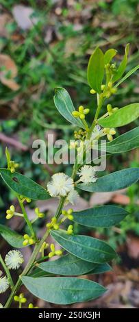 Myrtle Wattle (Acacia myrtifolia Stock Photo - Alamy