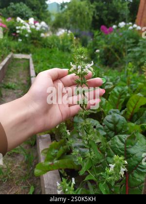 Annual Yellow-woundwort (Stachys annua Stock Photo - Alamy