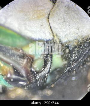 Swamp Cicada (Neotibicen tibicen Stock Photo - Alamy