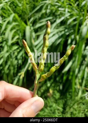 eastern gamagrass (Tripsacum dactyloides Stock Photo - Alamy