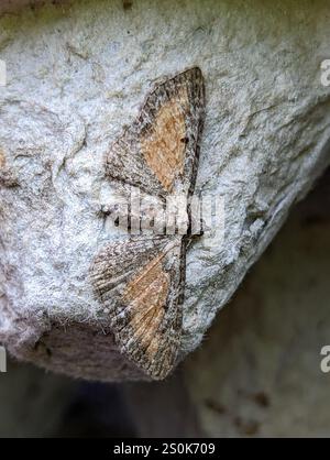 Tawny Speckled Pug (Eupithecia icterata) Insecta Stock Photo - Alamy