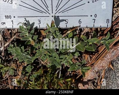 Southern Monardella (Monardella australis Stock Photo - Alamy