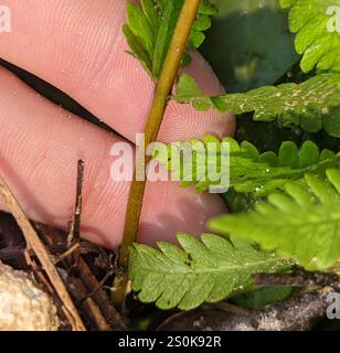 Soft Fern (Christella dentata Stock Photo - Alamy