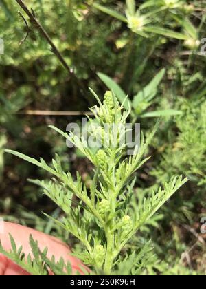western ragweed (Ambrosia psilostachya Stock Photo - Alamy