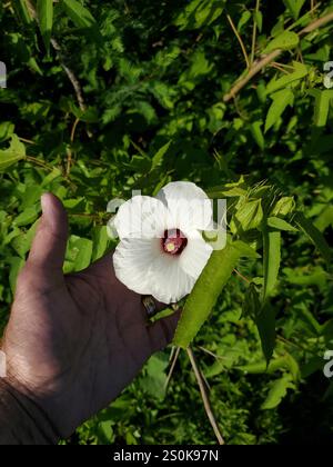 The halberd-leaf rosemallow (Hibiscus laevis Stock Photo - Alamy