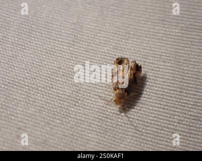 Grape Berry Moth (Paralobesia viteana Stock Photo - Alamy