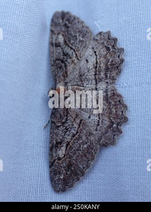 Brown-lined Looper (Neoalcis californiaria Stock Photo - Alamy