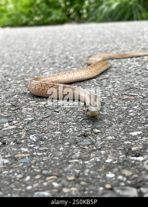Taiwan Kukri Snake (Oligodon formosanus Stock Photo - Alamy
