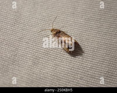 Grape Berry Moth (Paralobesia viteana Stock Photo - Alamy