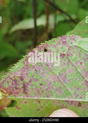 Cherry-Spruce Rust (Thekopsora areolata Stock Photo - Alamy