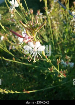 biennial beeblossom (Oenothera gaura Stock Photo - Alamy