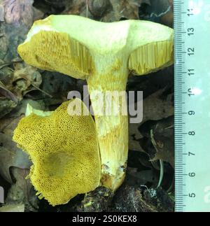 Ornate-stalked bolete (Retiboletus ornatipes Stock Photo - Alamy