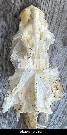 Pacific Cod (Gadus macrocephalus Stock Photo - Alamy