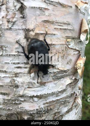Typical Hermit Beetles (Osmoderma Stock Photo - Alamy