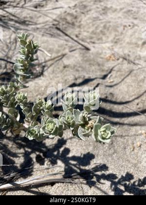 beach saltbush (Atriplex leucophylla Stock Photo - Alamy