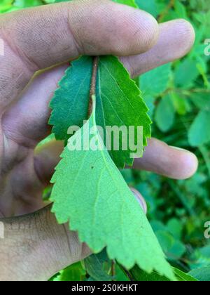 swamp birch (Betula pumila Stock Photo - Alamy