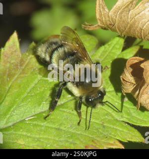 Red-belted Bumble Bee (Bombus rufocinctus), Insecta, Wisconsin, US, FM ...