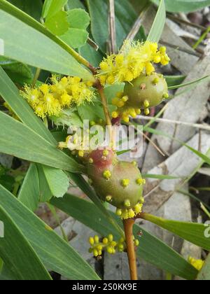Longleaf Wattle Gall Wasp (Trichilogaster acaciaelongifoliae Stock ...