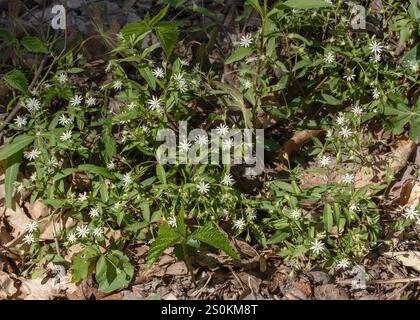 star chickweed (Stellaria pubera Stock Photo - Alamy