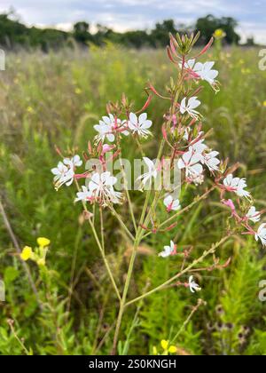biennial beeblossom (Oenothera gaura Stock Photo - Alamy