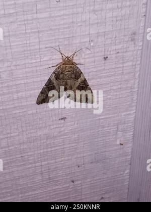 Locust Underwing (Euparthenos nubilis Stock Photo - Alamy