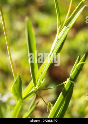 Tiny Pea (Lathyrus pusillus Stock Photo - Alamy