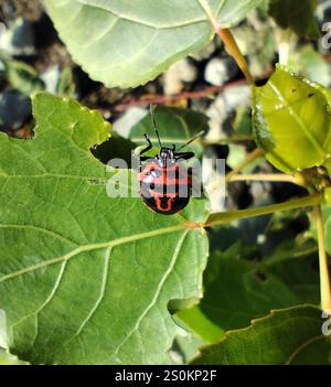 Two-spotted Stink Bug (Perillus bioculatus Stock Photo - Alamy