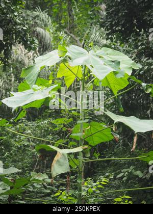 Balsa Tree (Ochroma pyramidale Stock Photo - Alamy
