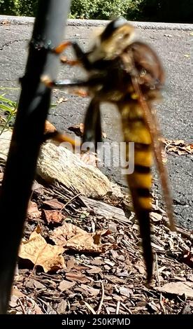 Red-footed Cannibal Fly (Promachus rufipes Stock Photo - Alamy