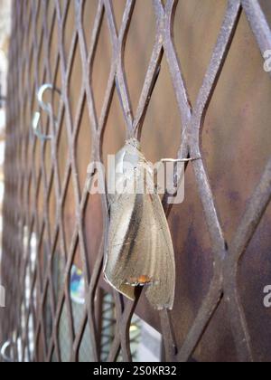 Palm Moth (Paysandisia archon Stock Photo - Alamy