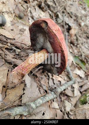 Frost's Bolete (Exsudoporus frostii Stock Photo - Alamy
