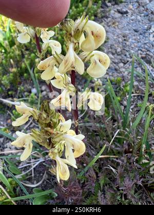 curved-beak lousewort (Pedicularis contorta Stock Photo - Alamy