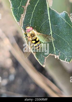 Western Aphideater (Eupeodes fumipennis Stock Photo - Alamy