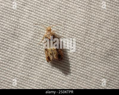 Grape Berry Moth (Paralobesia viteana Stock Photo - Alamy