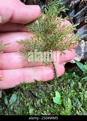 Wavy Filmy Fern (Hymenophyllum flexuosum), Plantae, Blang Dalam, Pakis ...