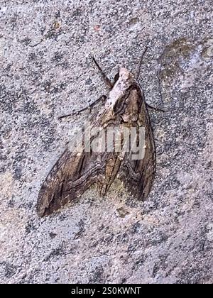 Elm Sphinx (Ceratomia amyntor Stock Photo - Alamy